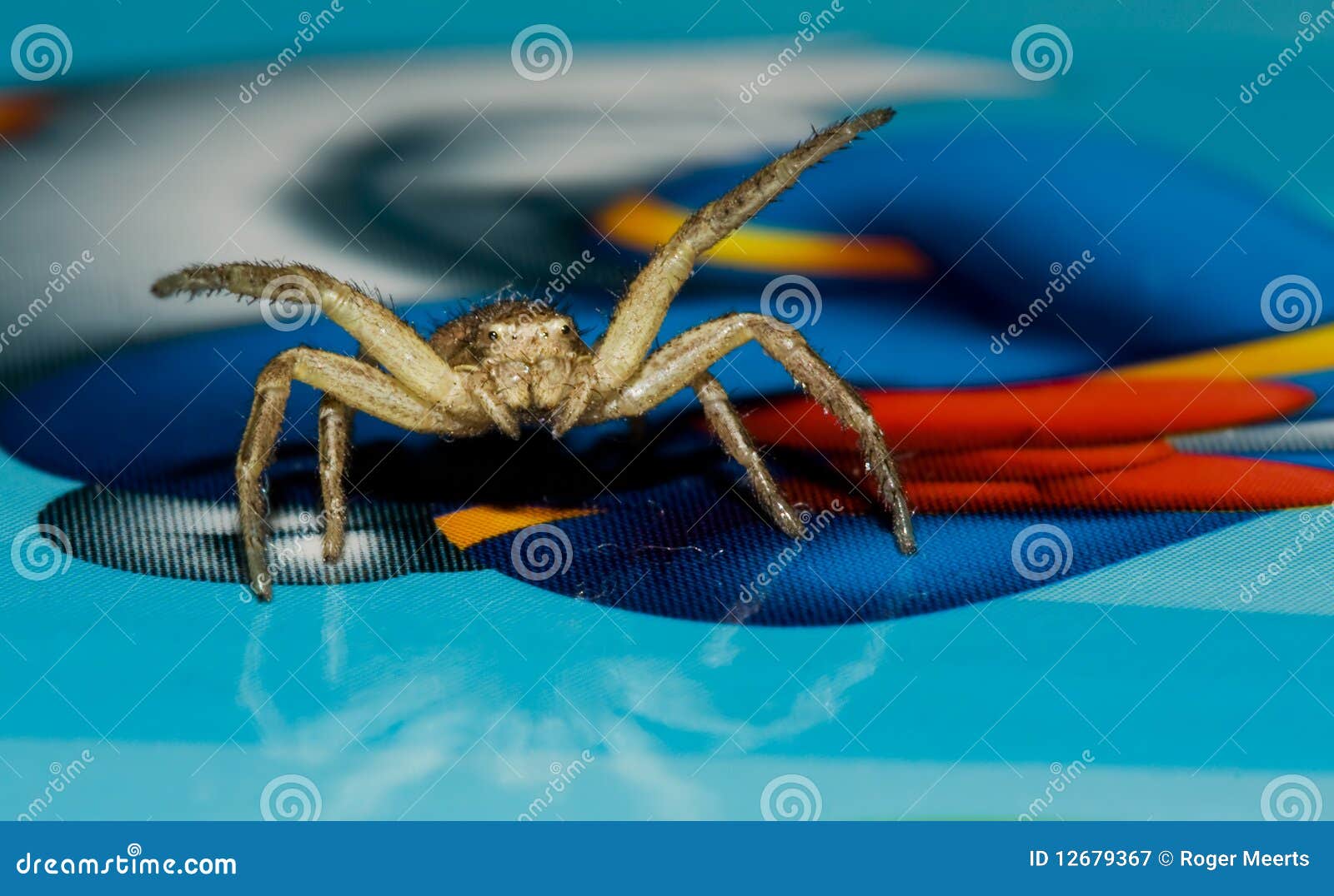 Golden Crab spider front stock image. Image of arthropod - 12679367