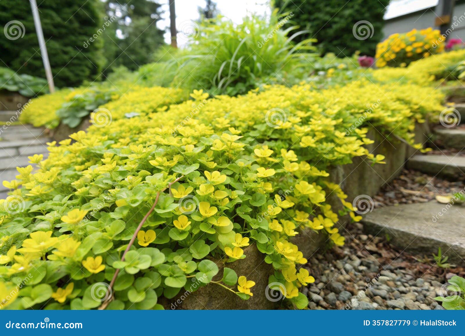 Golden Creeping Jenny Plant Stock Illustration - Illustration of ...