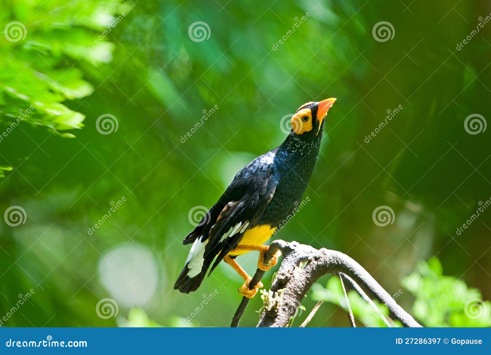 Golden-crested Myna stock image. Image of nectar, outdoor - 27286397