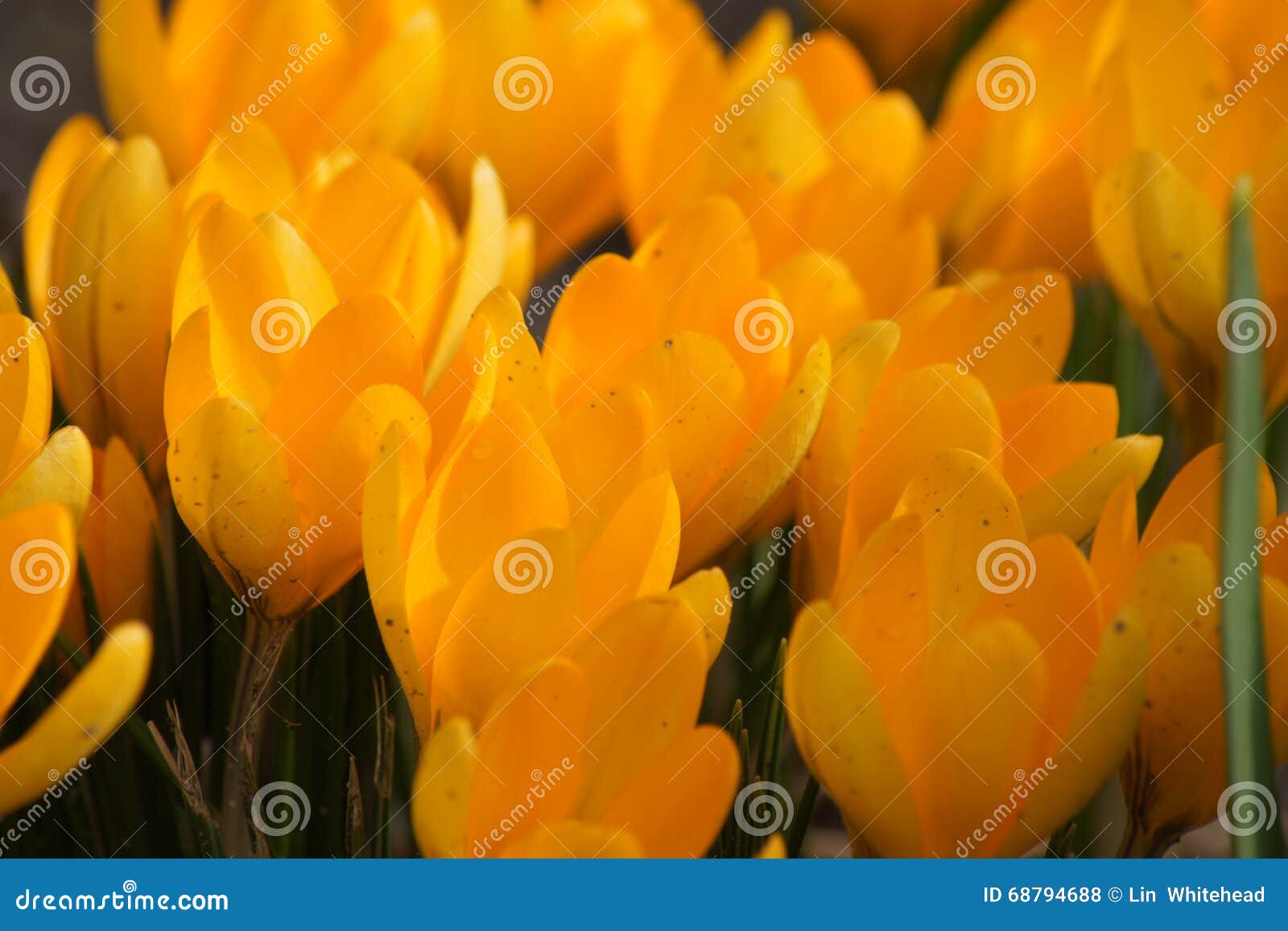 Golden Crocuses stock photo. Image of flowers, spring - 68794688