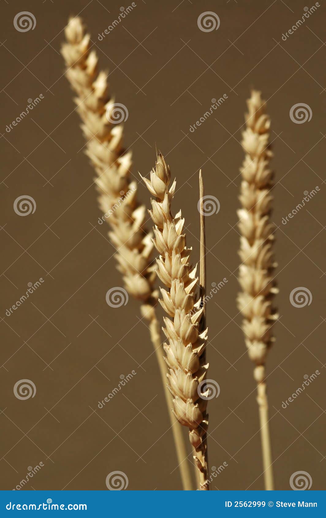 Golden crop stock image. Image of grass, growth, fields - 2562999
