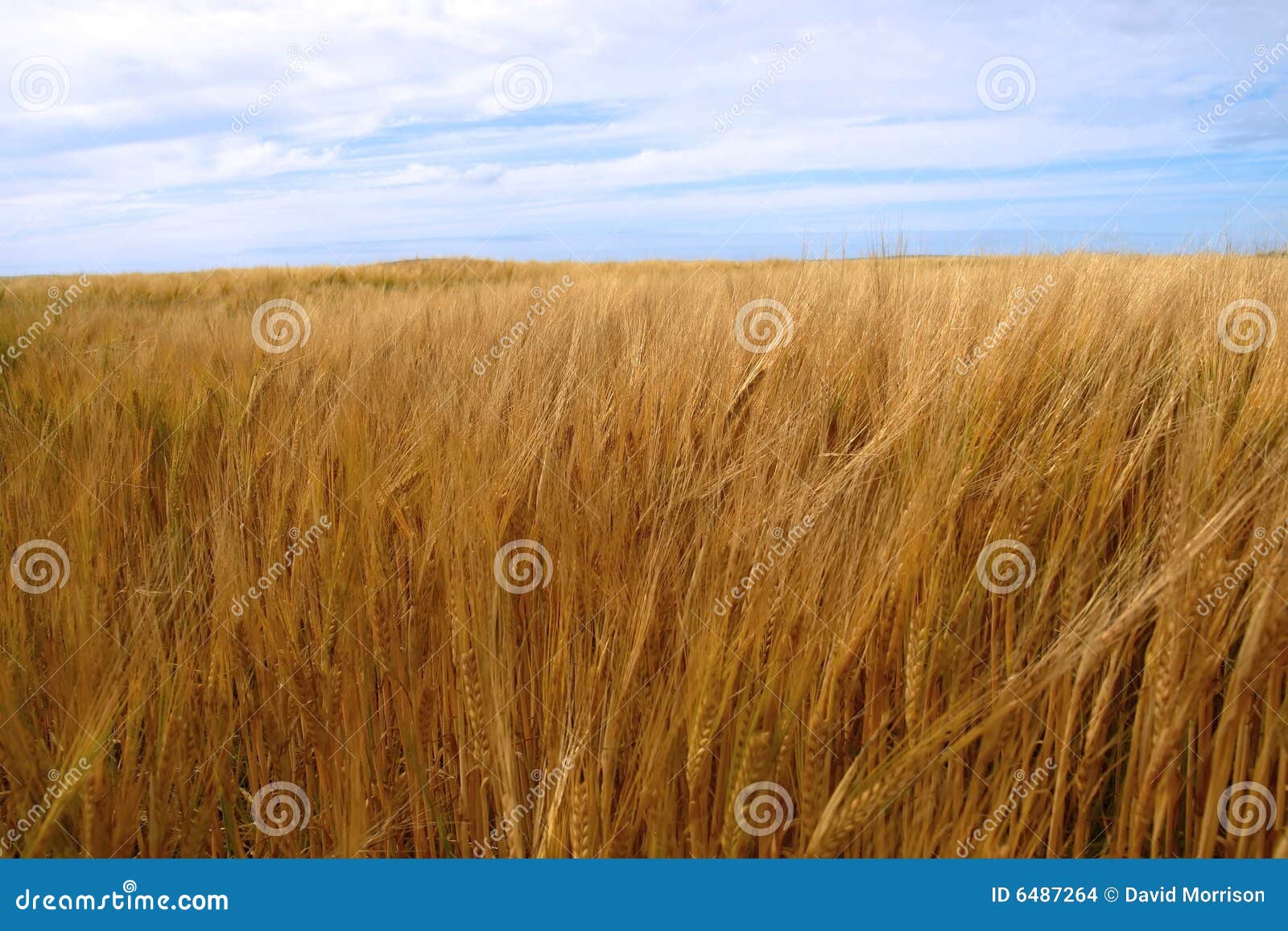Golden crop 3 stock photo. Image of cloud, beauty, farm - 6487264