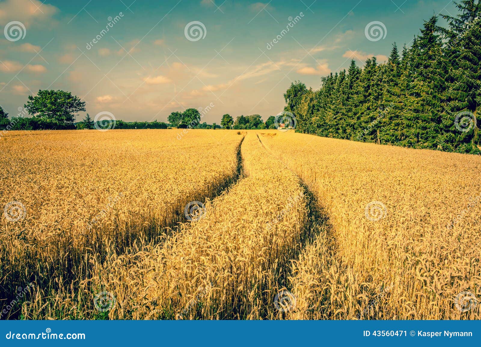 Golden crop field scenery stock image. Image of landscape - 43560471