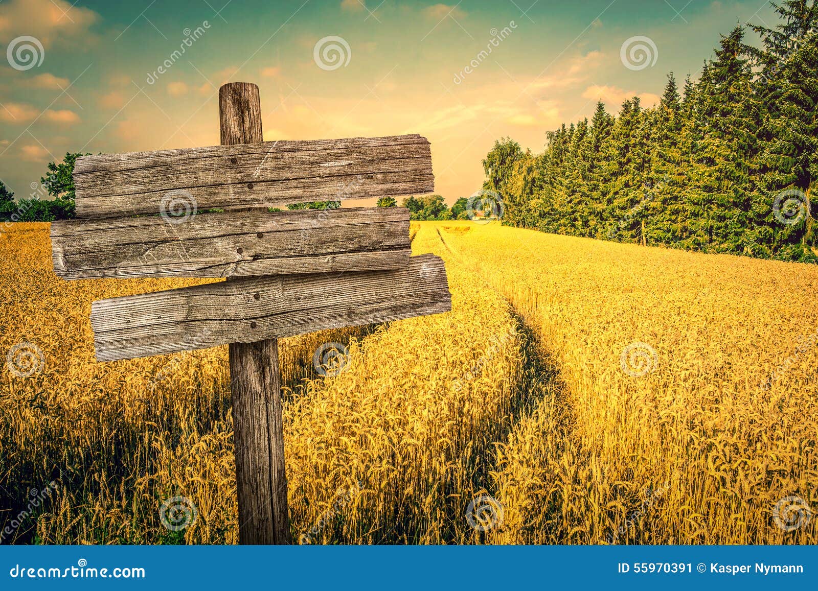 Golden crop field scenery stock image. Image of path - 55970391