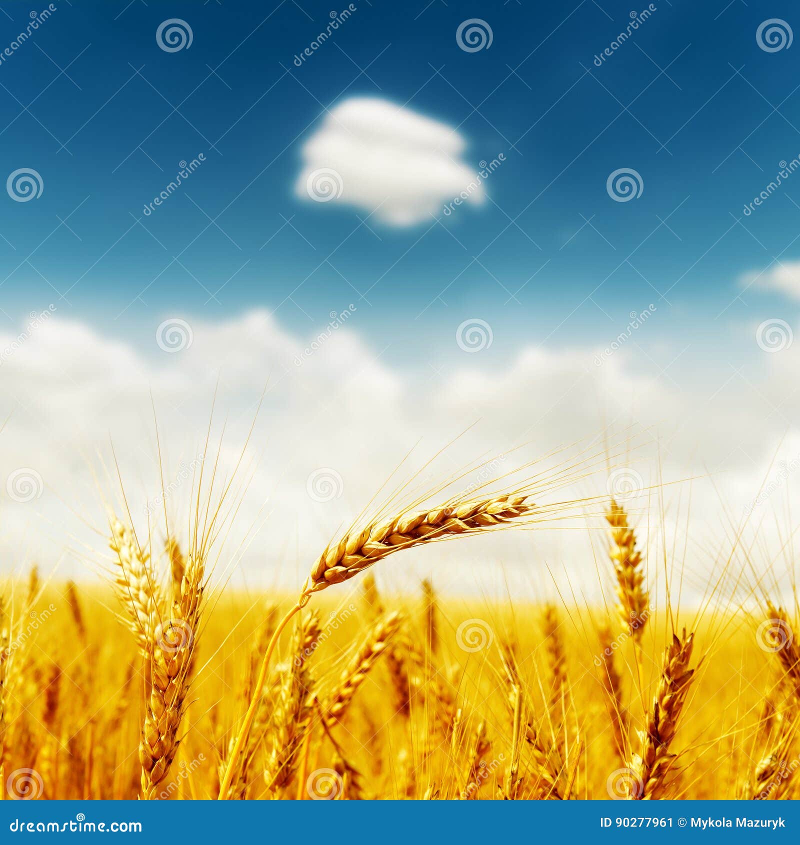 Golden Crop on Field Under Deep Blue Sky with Clouds Stock Image ...