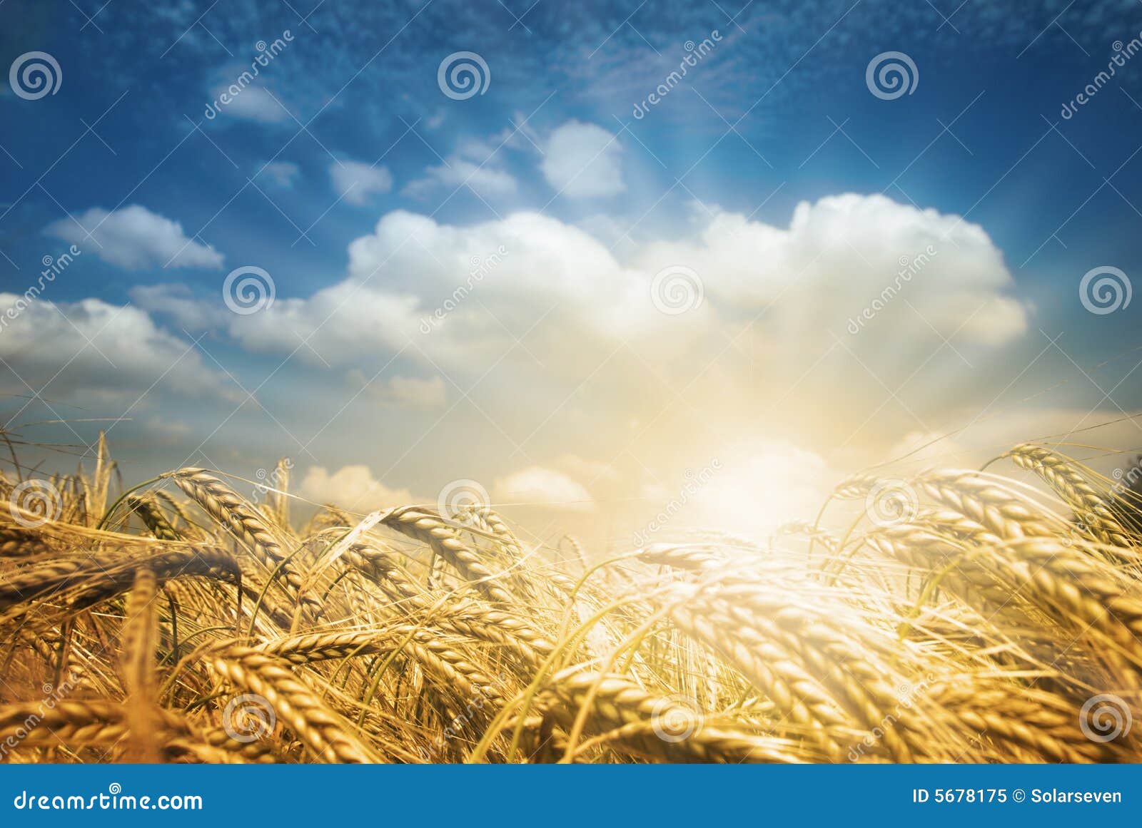 Golden Crop Fields stock image. Image of agriculture, beauty - 5678175