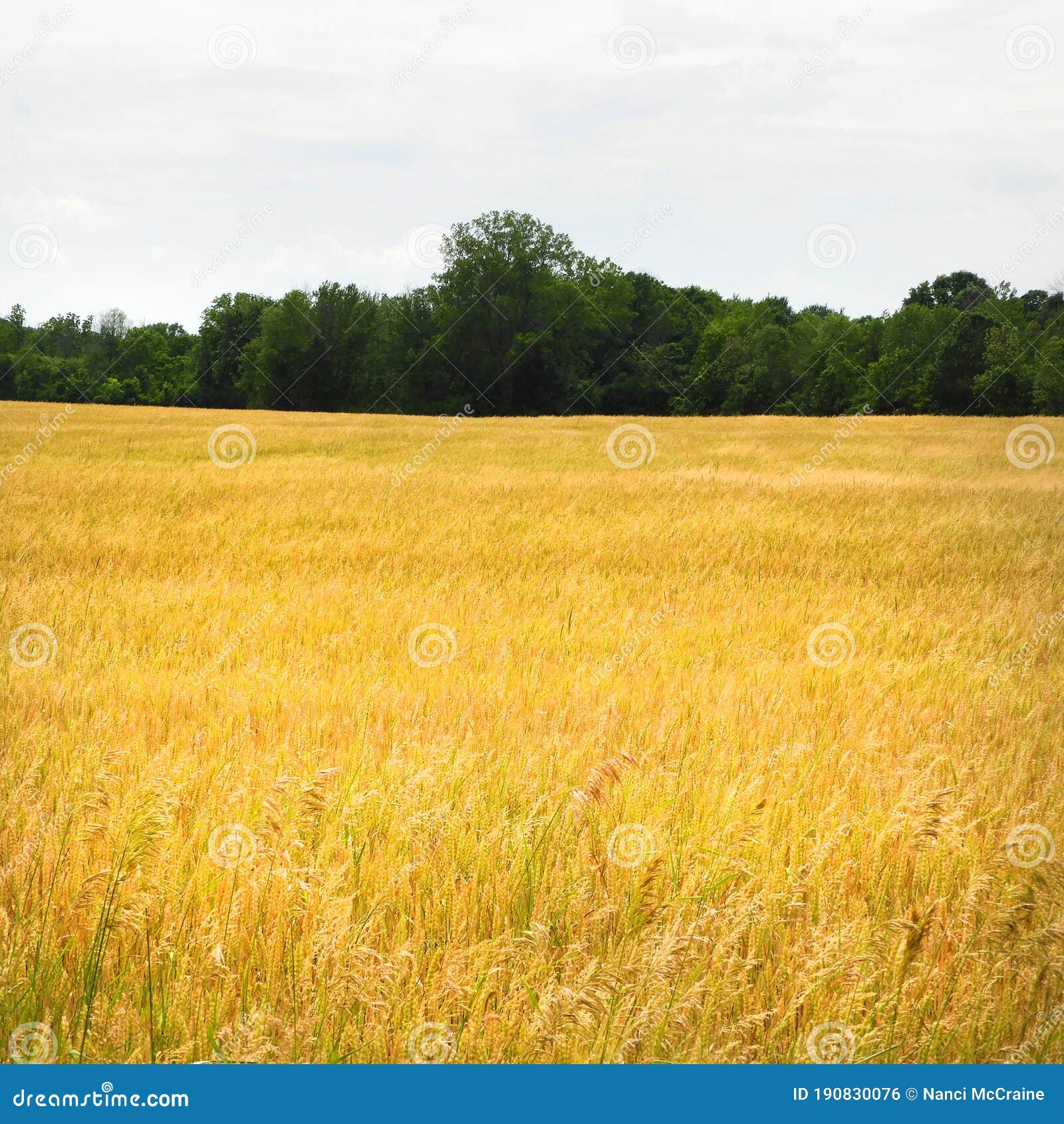 Golden Grain Crop Grows Under the NY FingerLakes Sunshine Stock Photo ...