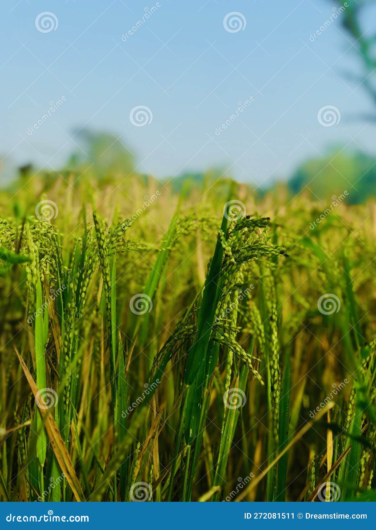 Golden Crops on the Earth stock image. Image of golden - 272081511