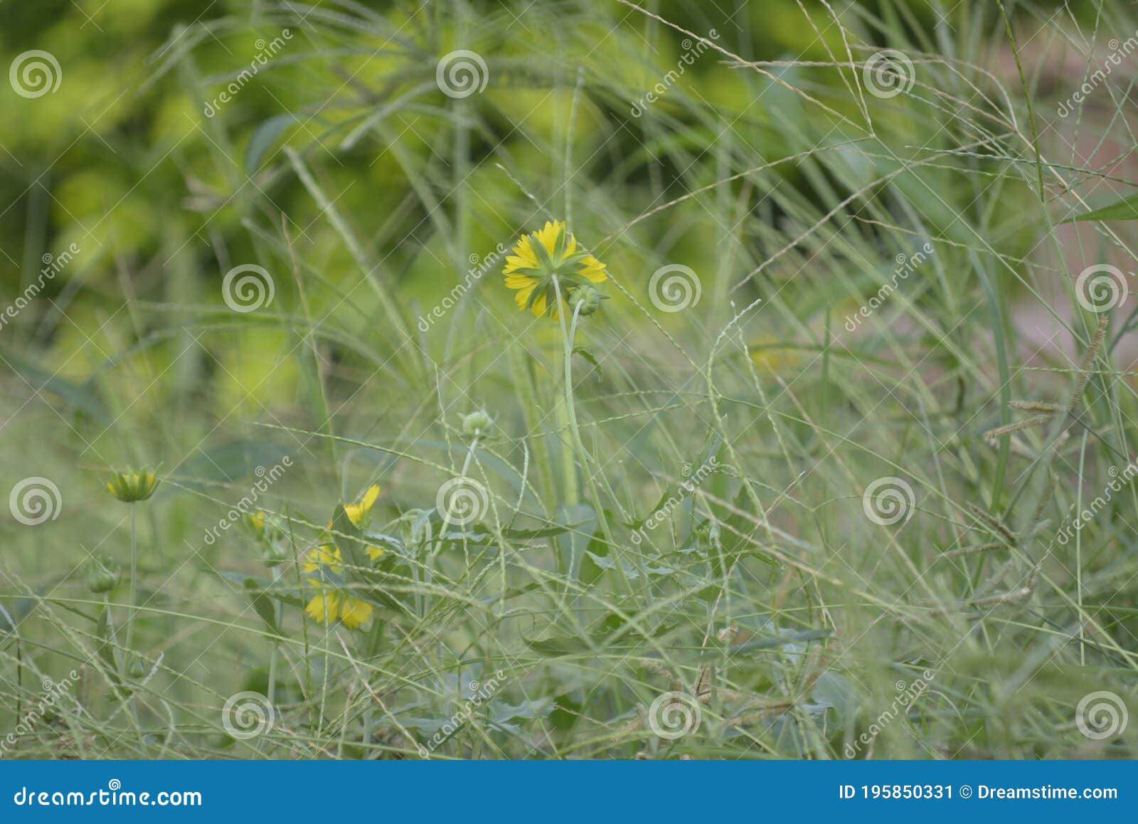 Golden Crownbeard Verbesina Encelioides Stock Photos - Free & Royalty ...