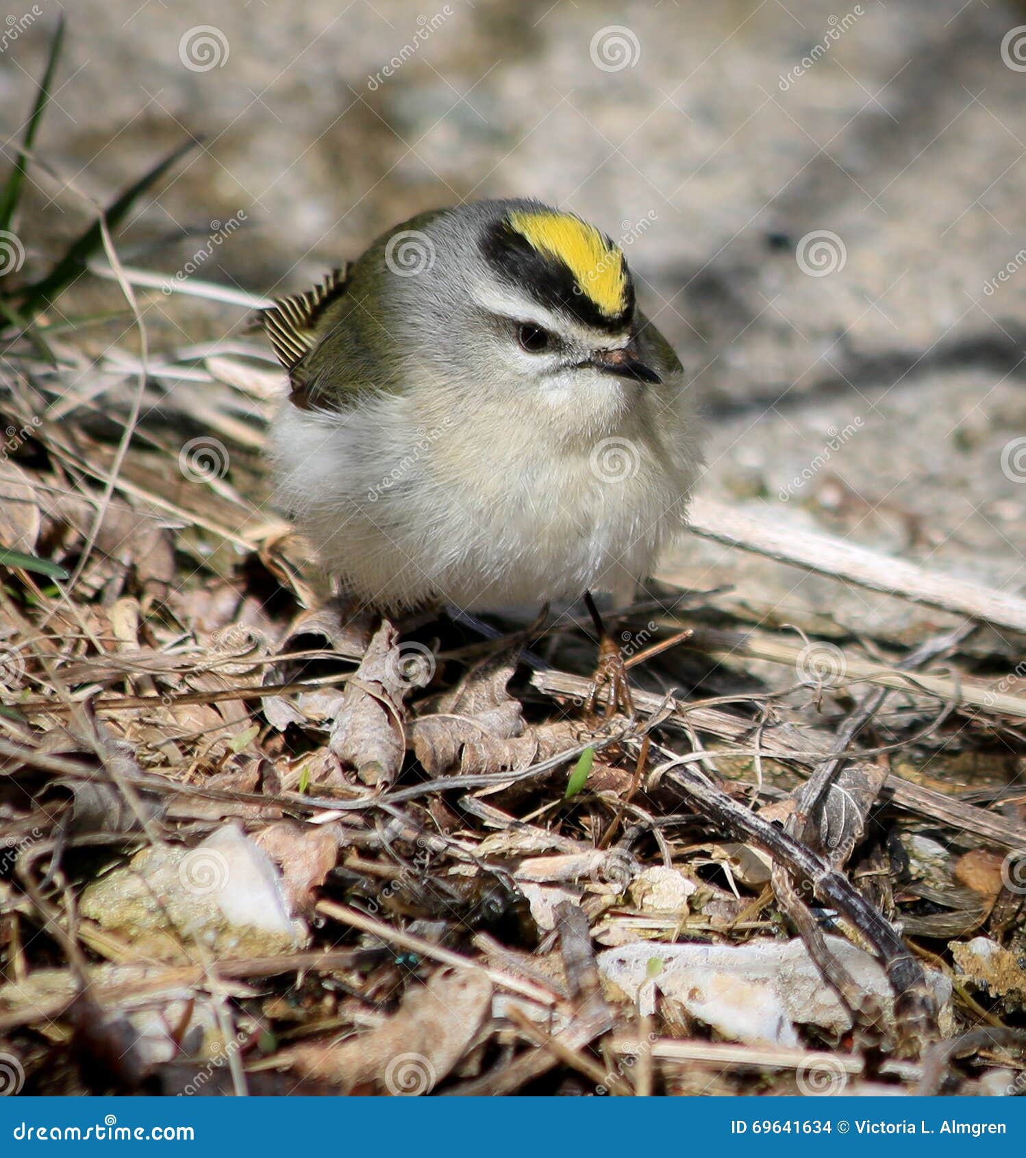 Golden-Crowned Kinglet stock photo. Image of female, stripe - 69641634