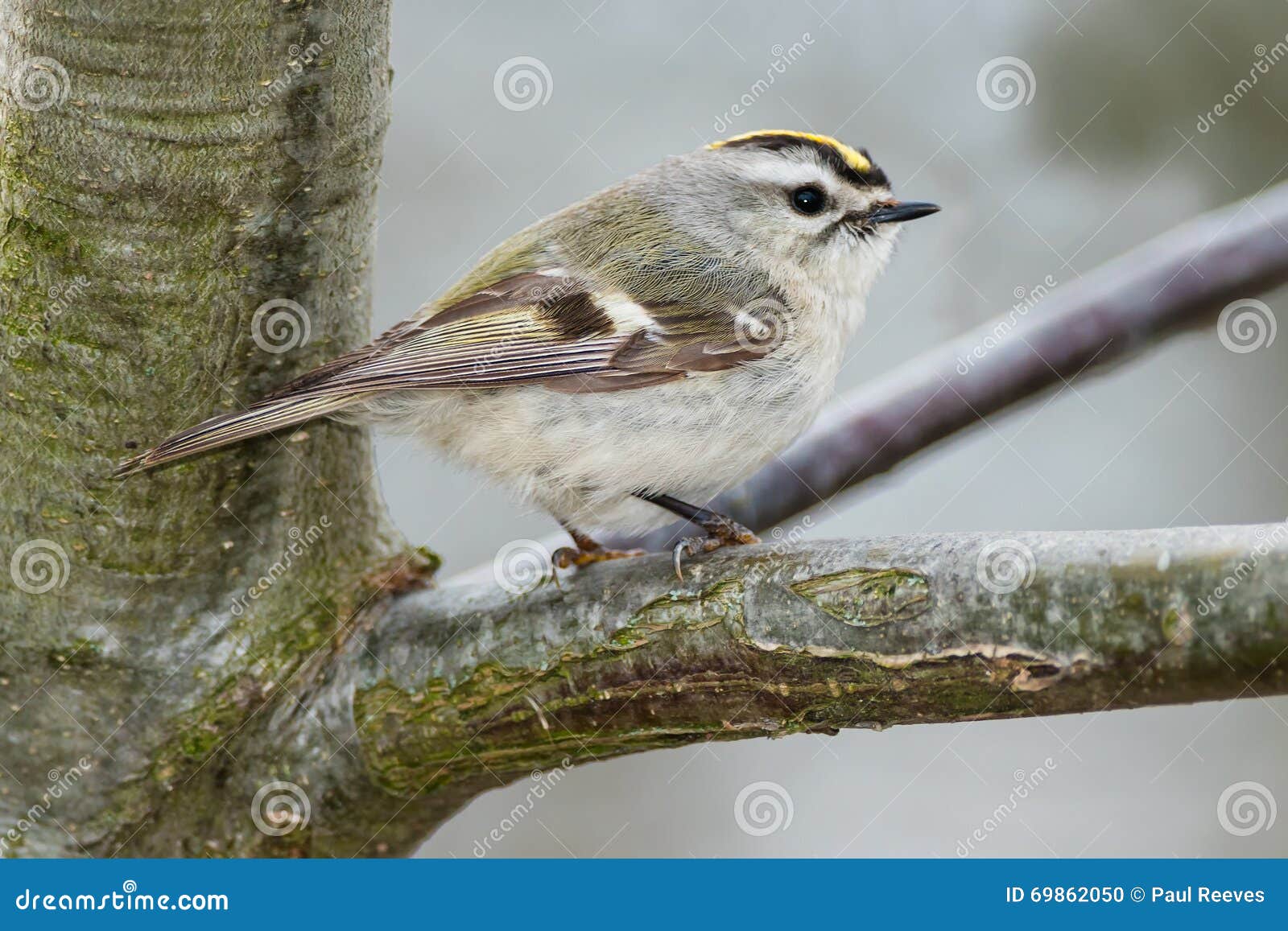 Golden-crowned Kinglet - Regulus Satrapa Stock Photo - Image of wild ...
