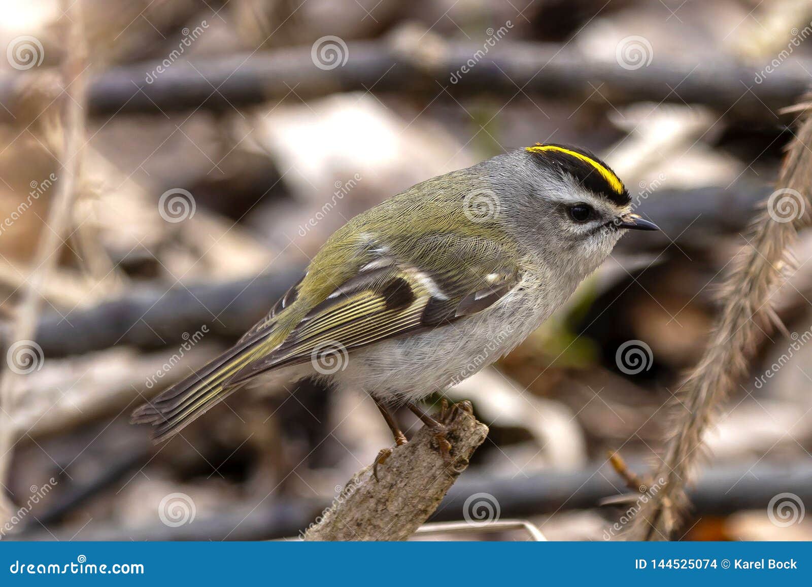 Golden - Crowned Kinglet Regulus Satrapa Stock Photo - Image of ...