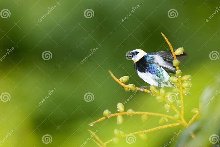 Golden crowned tanager stock image. Image of nature, corcovado - 1465685