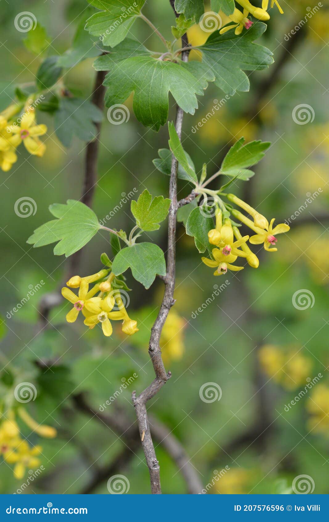 Golden currant stock photo. Image of botany, shrub, leaf - 207576596