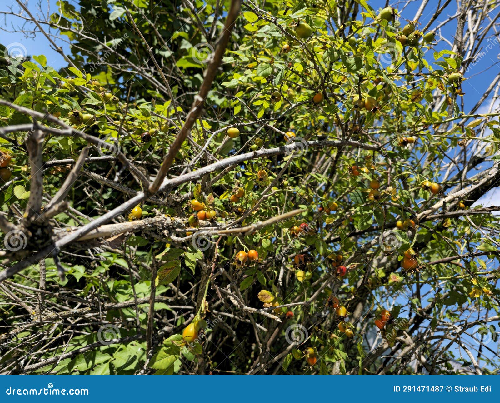 Golden Currant Seeds in a Tree Stock Image - Image of seeds, currant ...