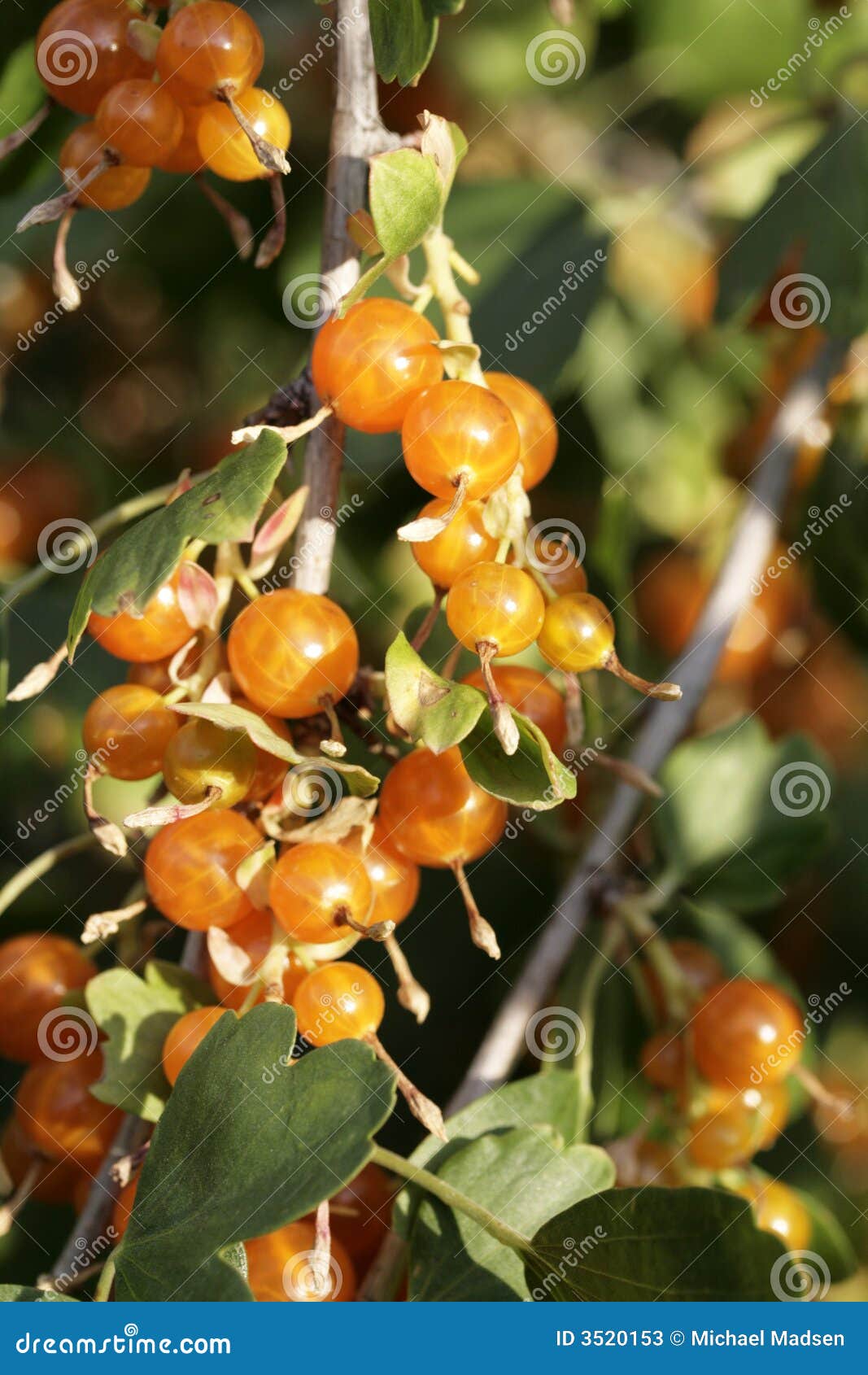 Golden Current stock image. Image of macro, berries, nature - 3520153