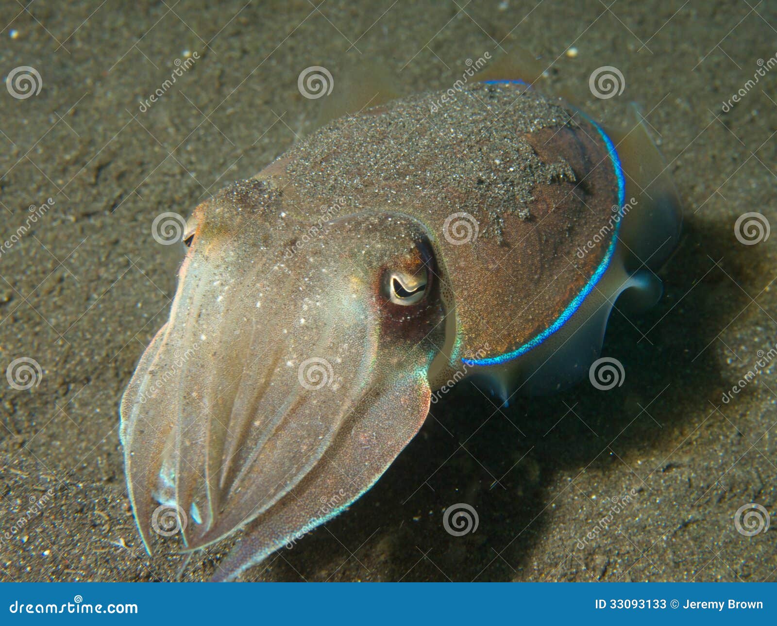 Golden Cuttlefish stock image. Image of scuba, sulawesi - 33093133