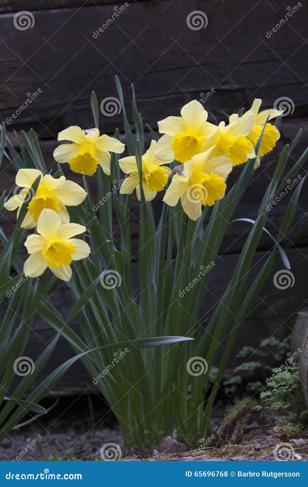 Golden daffodils stock photo. Image of garden, blooming - 65696768