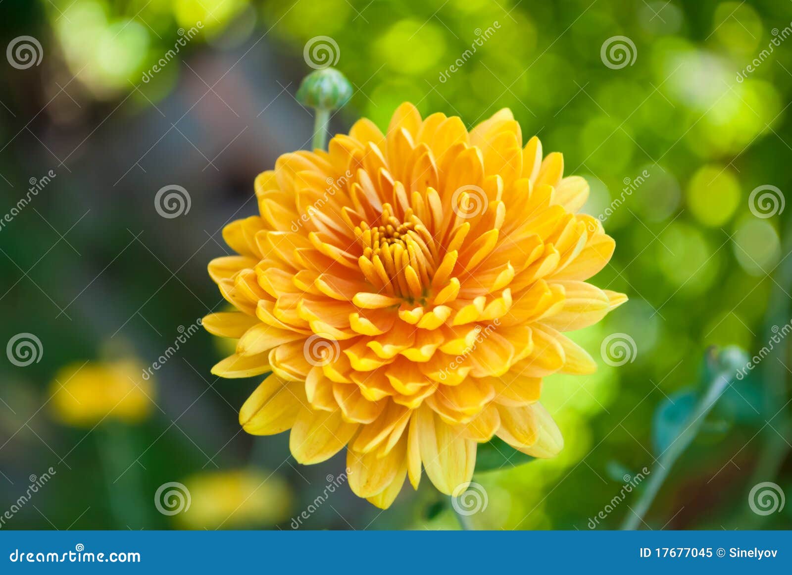 Golden-daisy stock image. Image of yellow, green, botanical - 17677045
