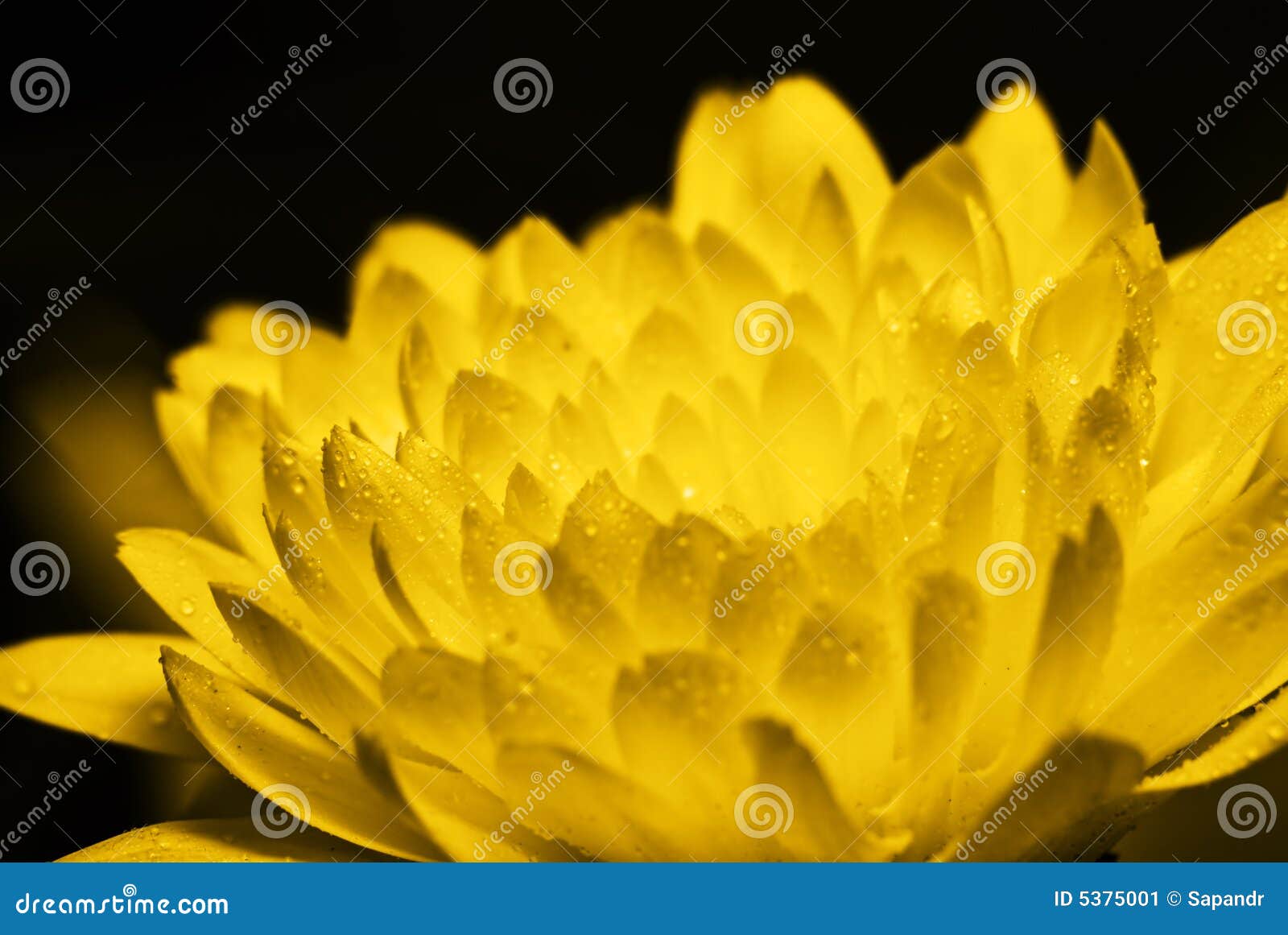 Golden Daisy stock image. Image of botany, golden, macro - 5375001