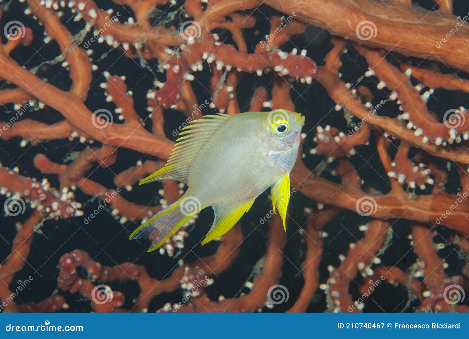 Golden Damsel Amblyglyphidodon Aureus Stock Image - Image of juvenile ...