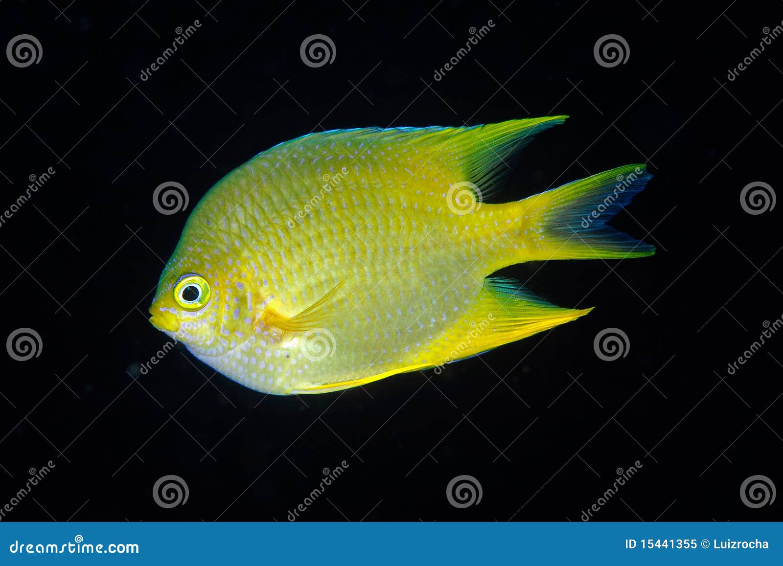 Golden Damselfish (Amblyglyphidodon Aureus) Stock Image - Image of ...