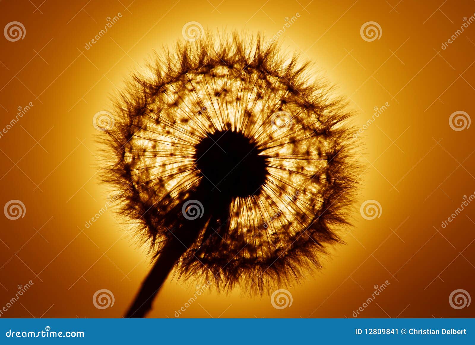Golden dandelion stock image. Image of frail, flimsy - 12809841