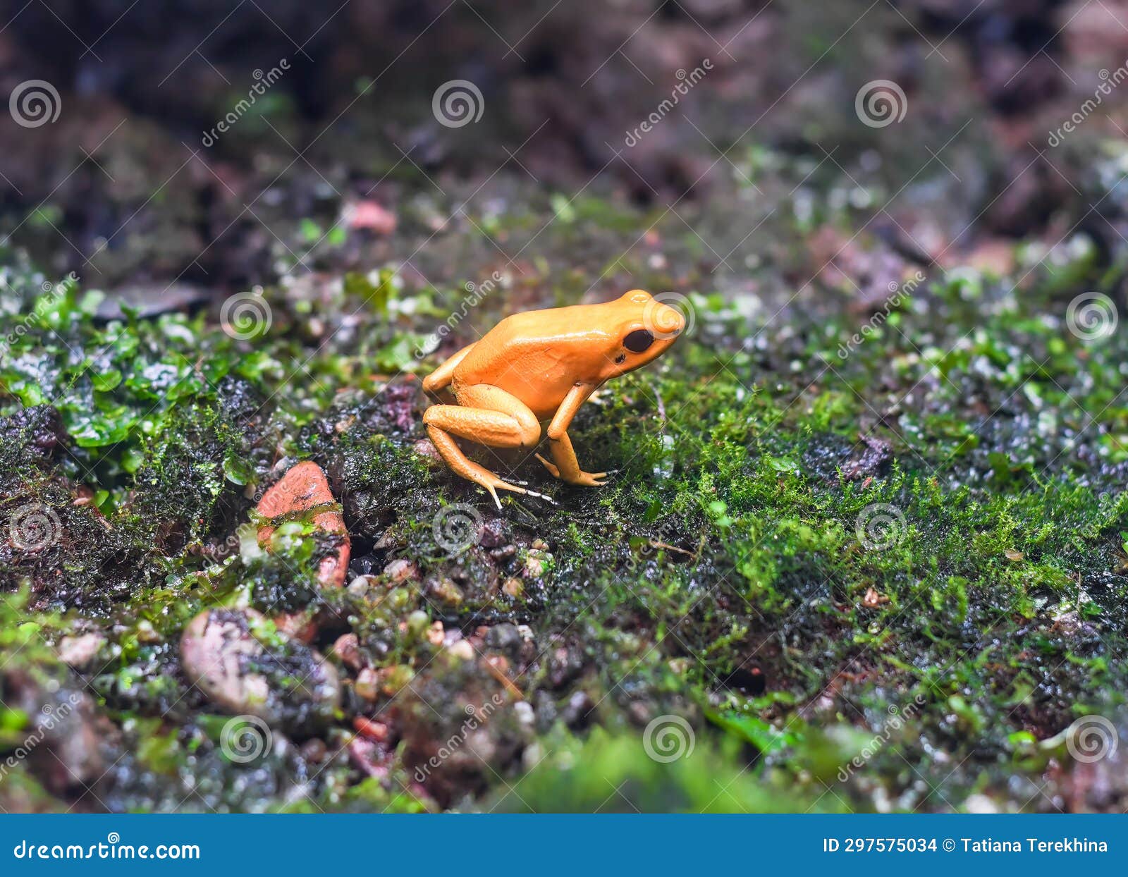 The Golden Dart Frog or Golden Poison Arrow Frog Stock Photo - Image of ...