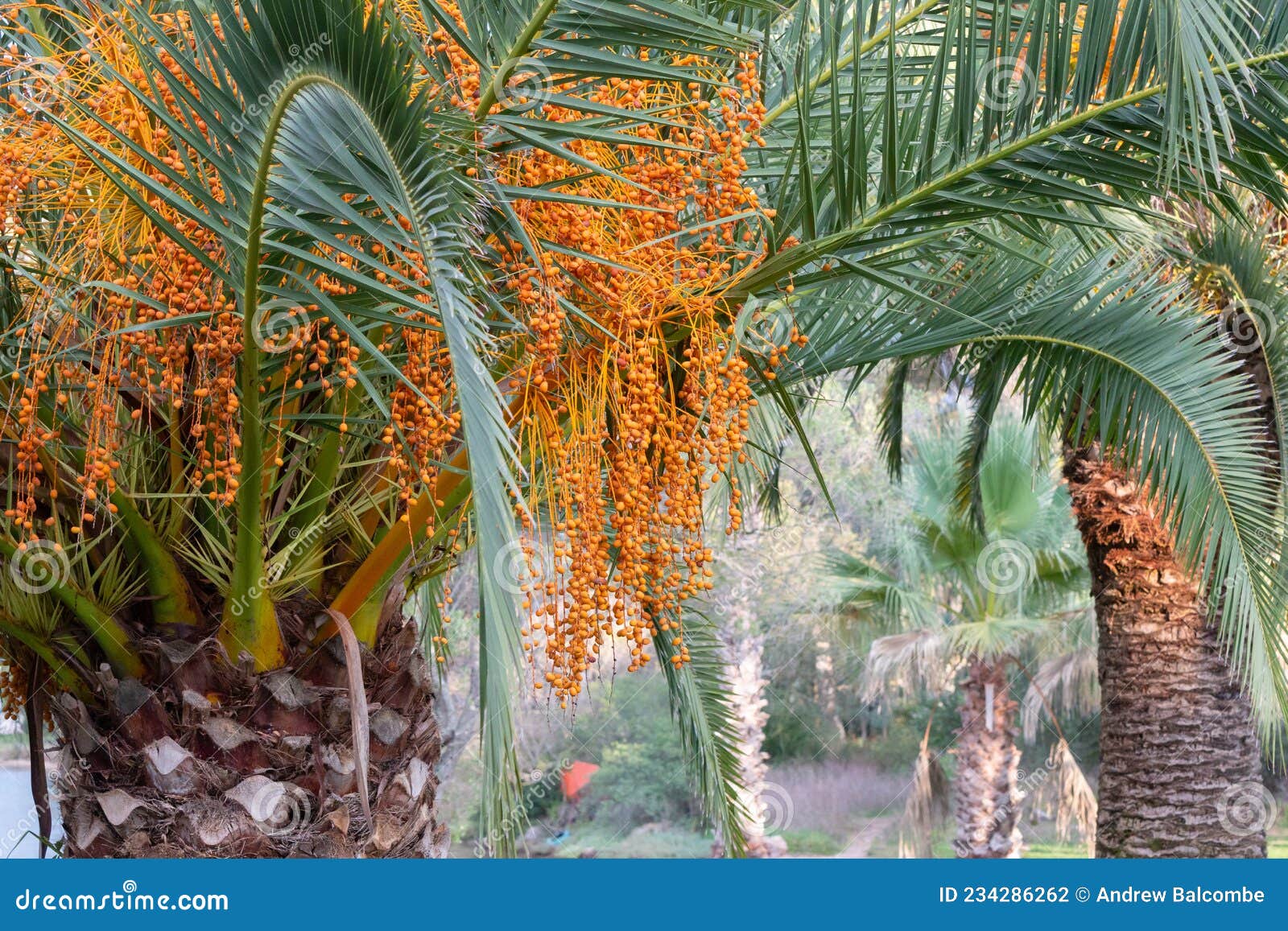 Golden Dates Ripening on a Date Palm Tree in Afternoon Light Stock ...