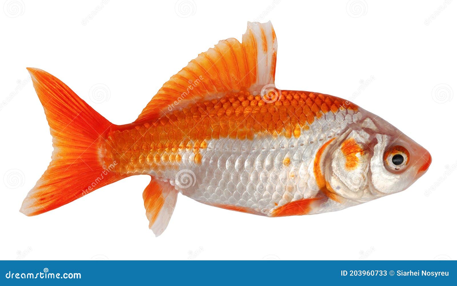 Golden Decorative Crucian Carp. Isolated on White Background Stock ...