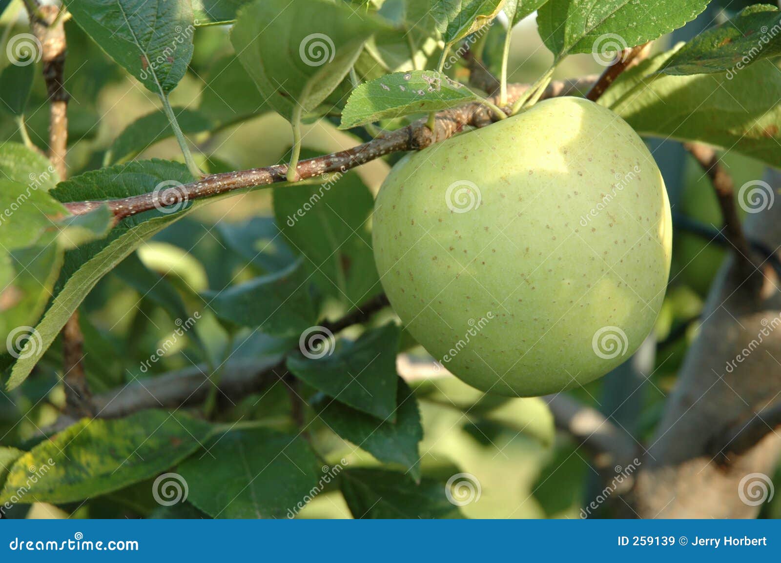 Golden Delicious Apple on Tree Stock Image - Image of bunch, healthy ...