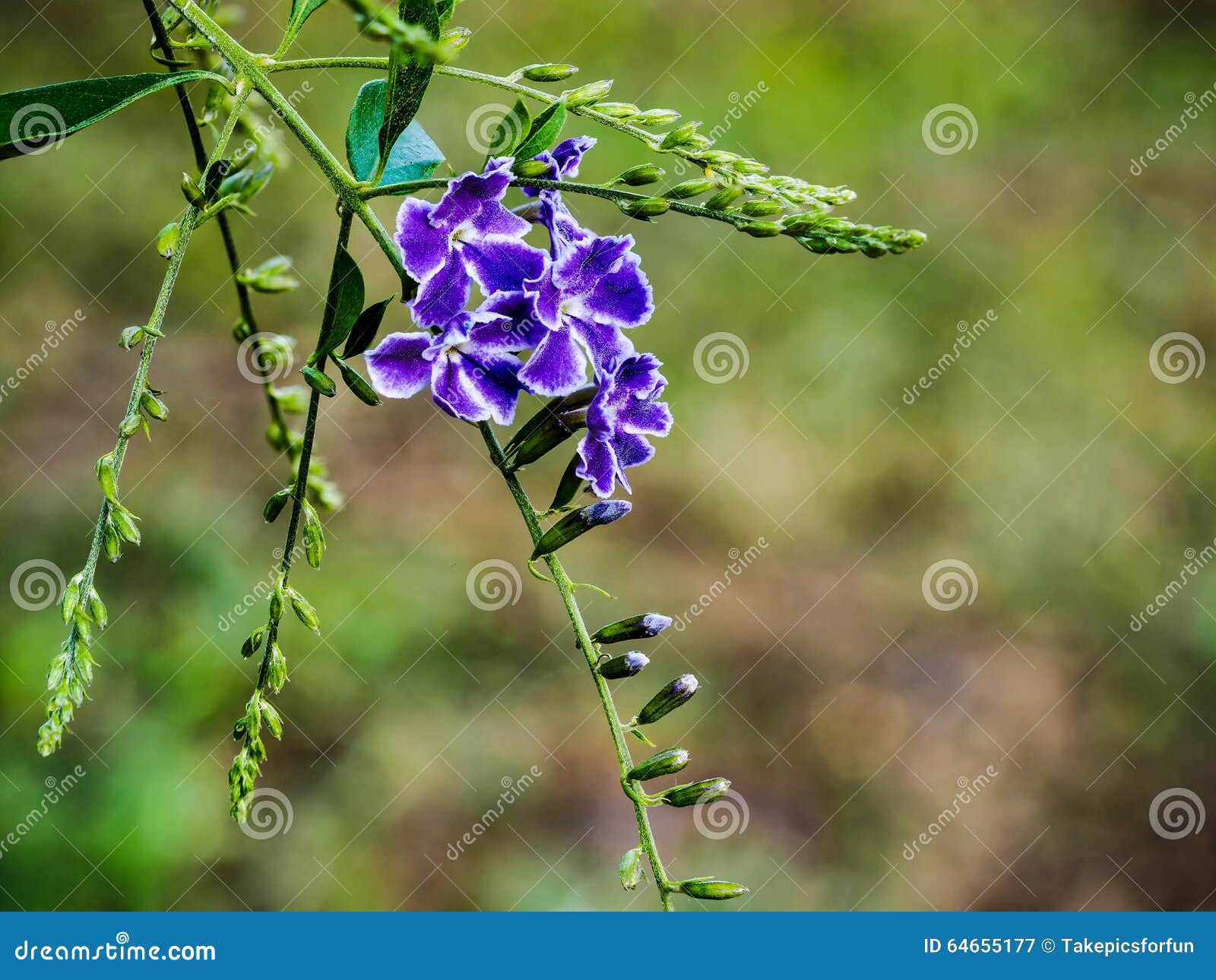 Golden Dew Drop Flowers stock image. Image of petal, closeup - 64655177