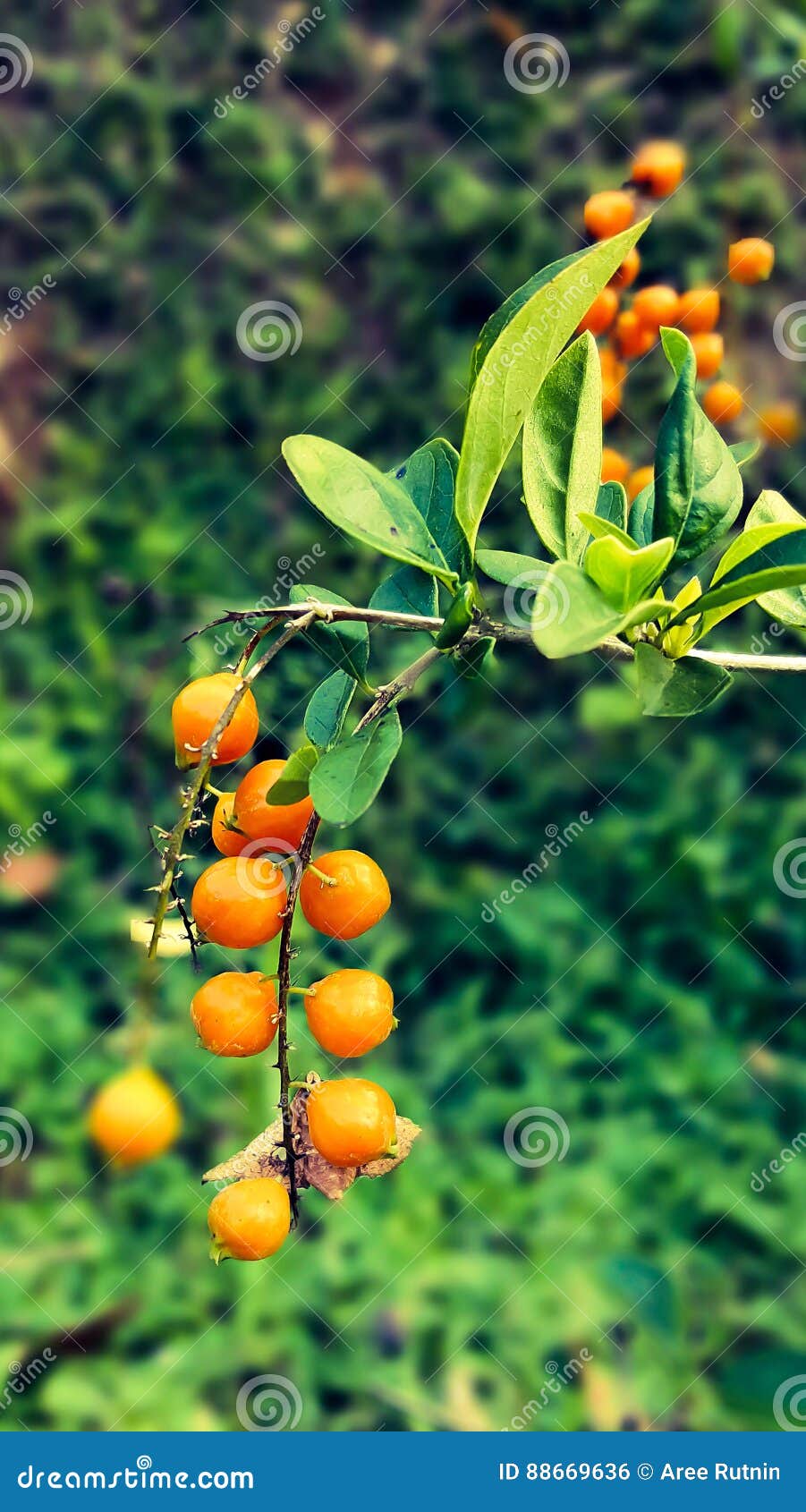 Golden Dewdrop Or Duranta Repens Stock Photography | CartoonDealer.com ...
