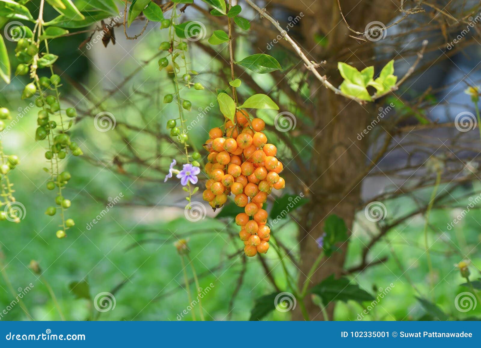 Golden Dewdrop stock image. Image of blooming, growing - 102335001
