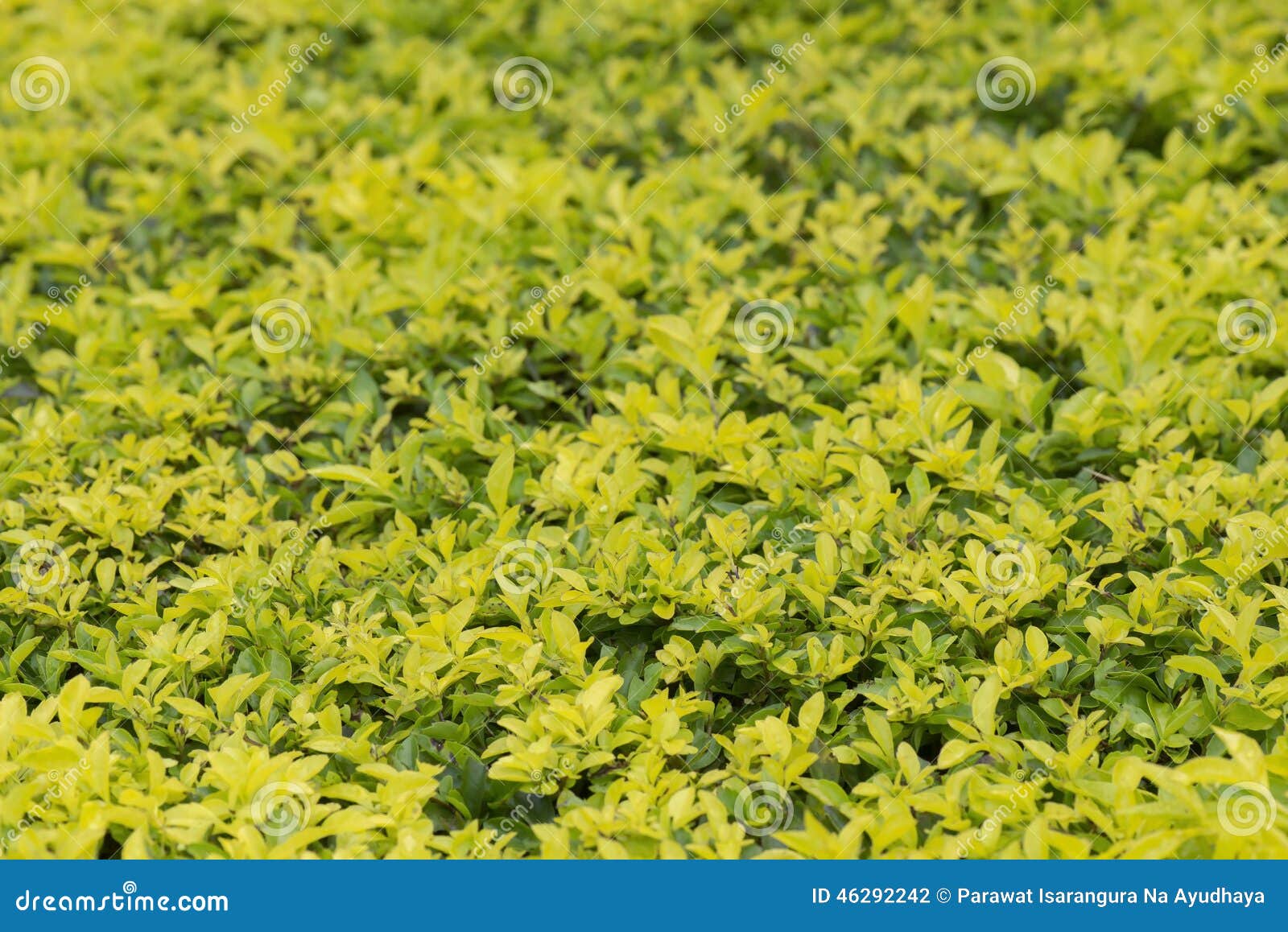 Golden dewdrop plant. stock photo. Image of outdoor, backdrop - 46292242