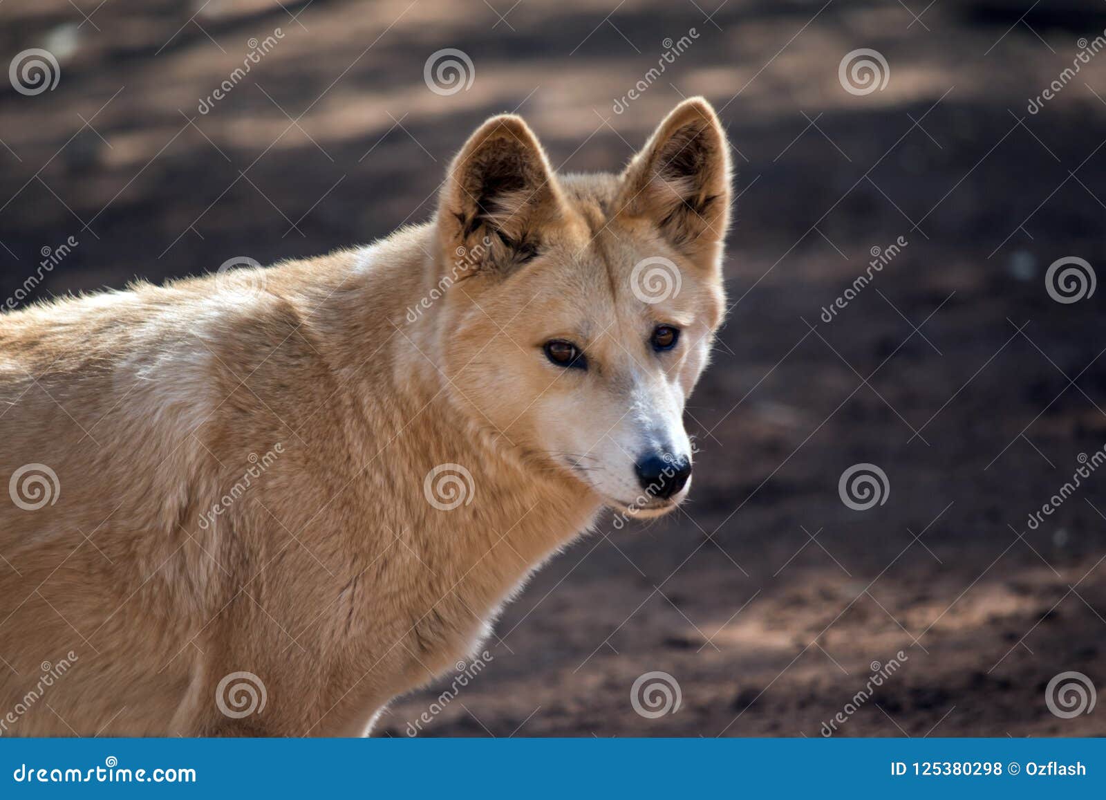 A golden dingo stock photo. Image of brown, nose, wild - 125380298