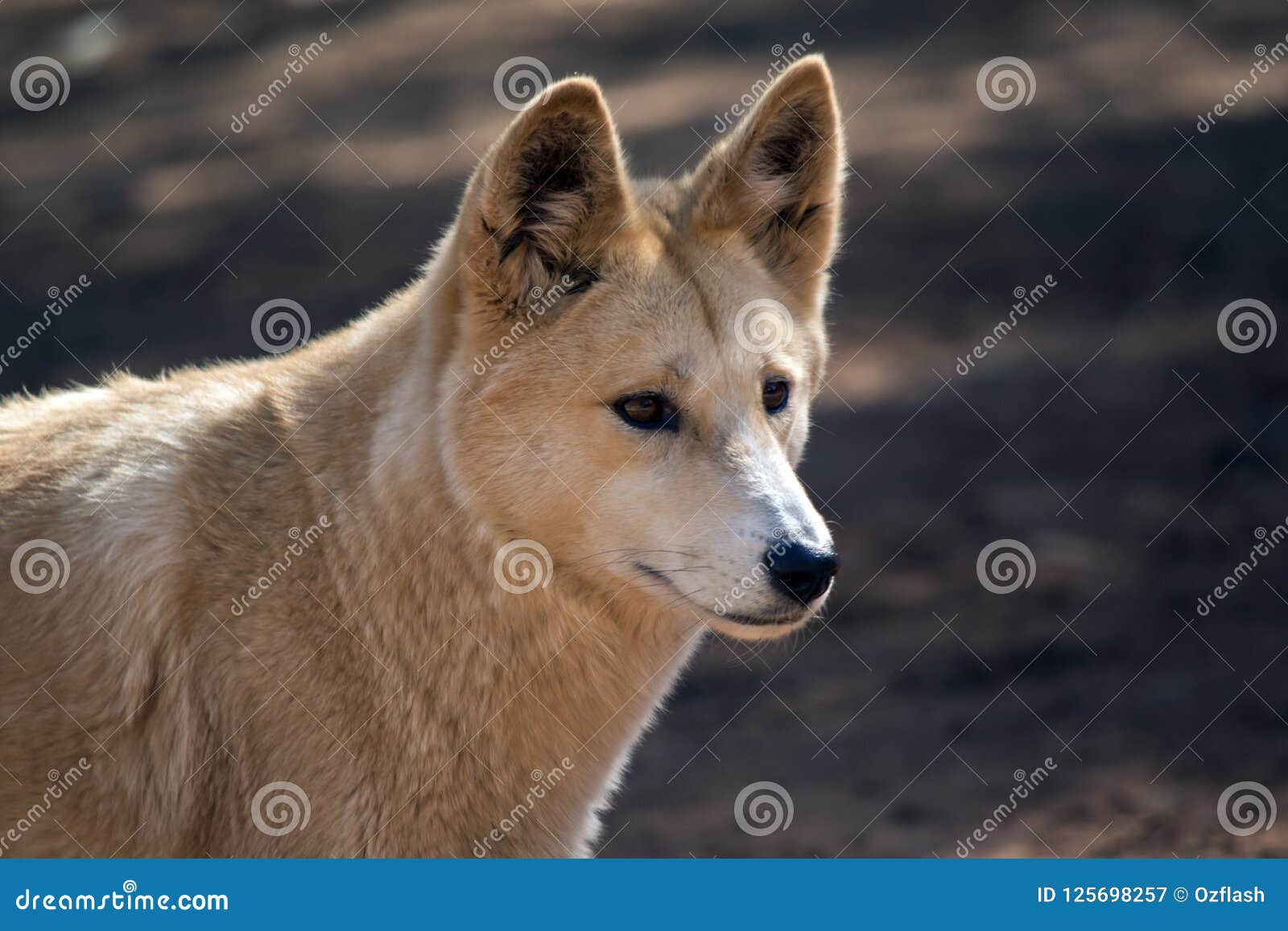 A golden dingo stock image. Image of nose, golden, hollow - 125698257