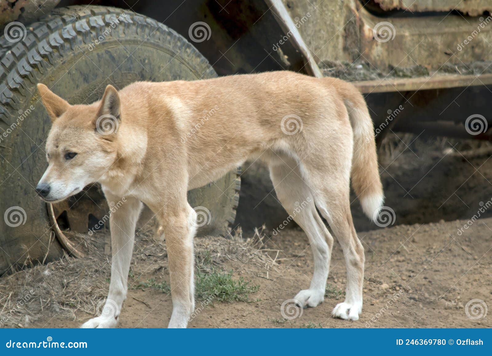 This is a Side View of a Golden Dingo Stock Photo - Image of mammal ...