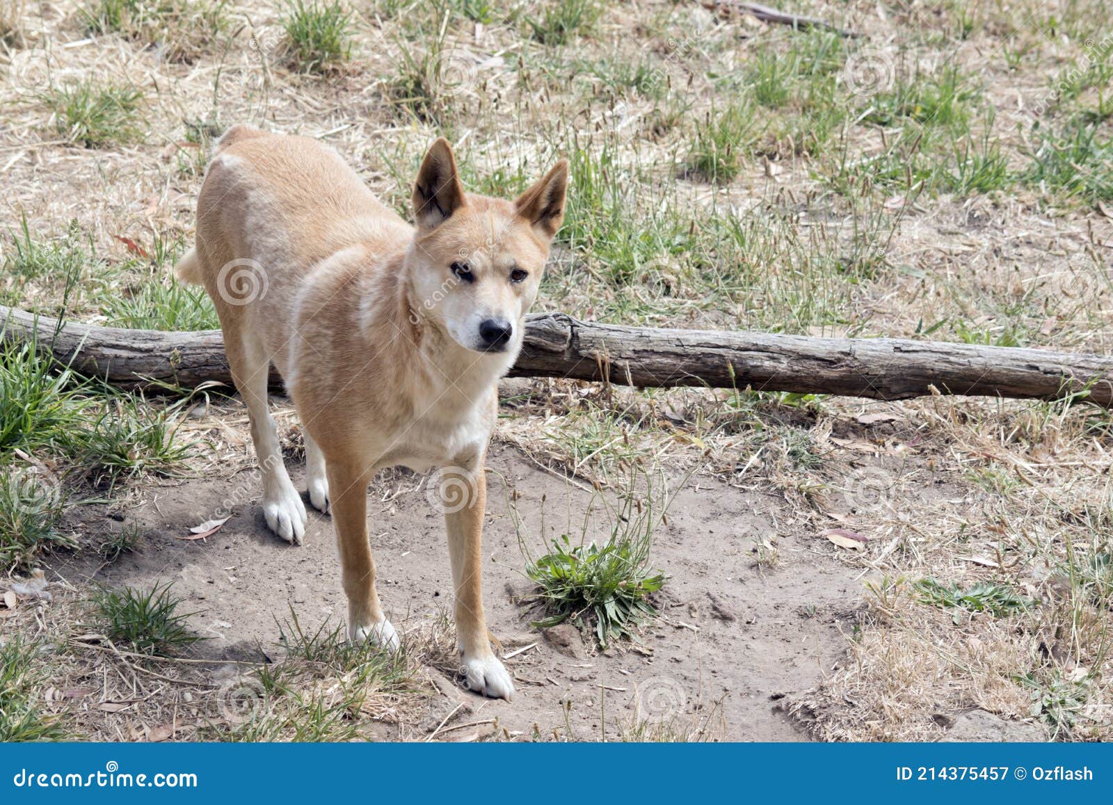 The Golden Dingo is Looking for Prey Stock Image - Image of resting ...