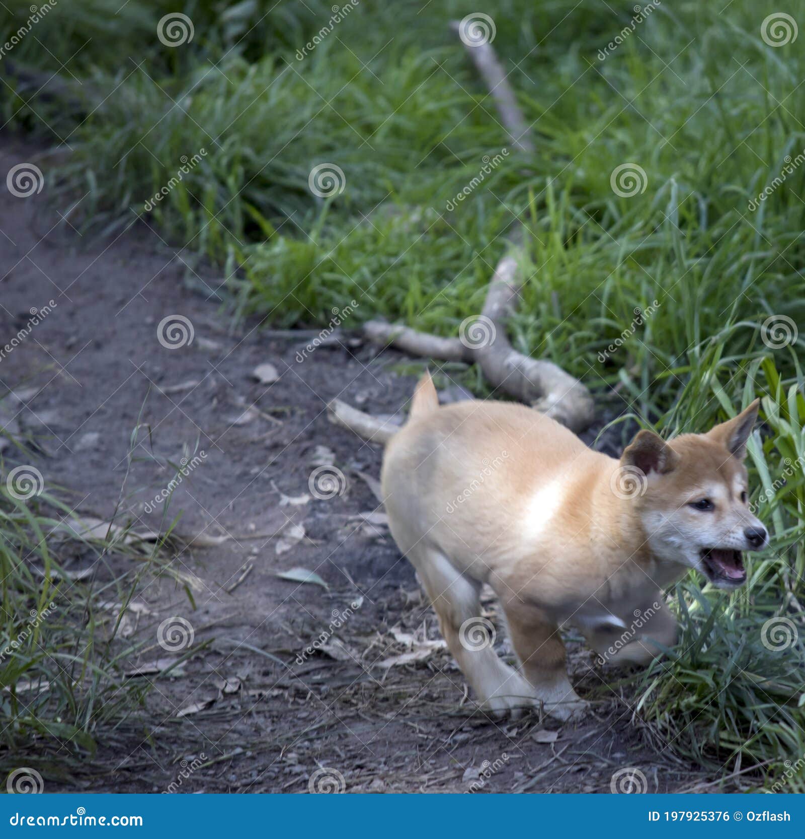 The Golden Dingo Pup is Chasing a Butterfy Stock Photo - Image of ...