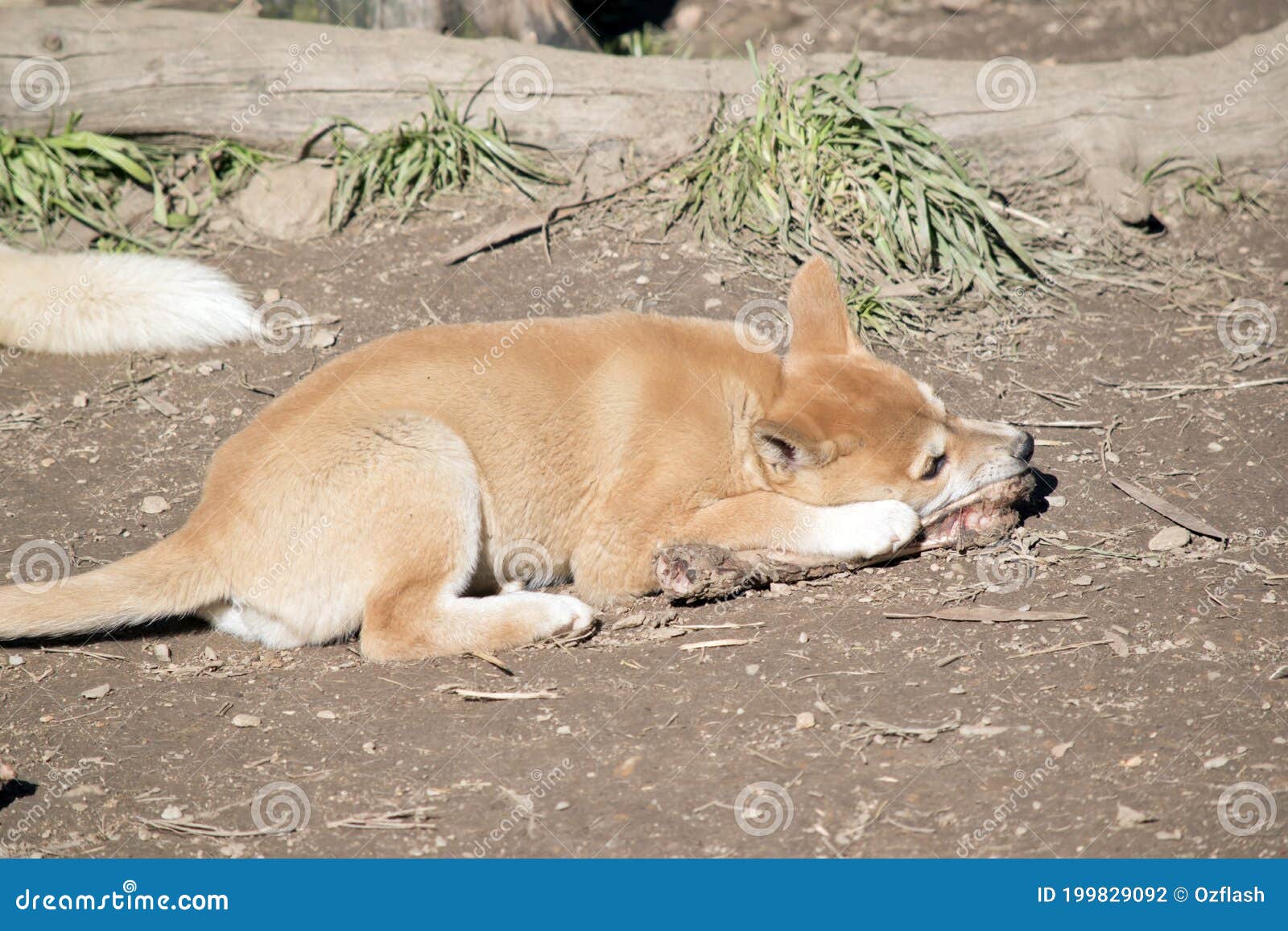 Which Animal Eats Dingoes