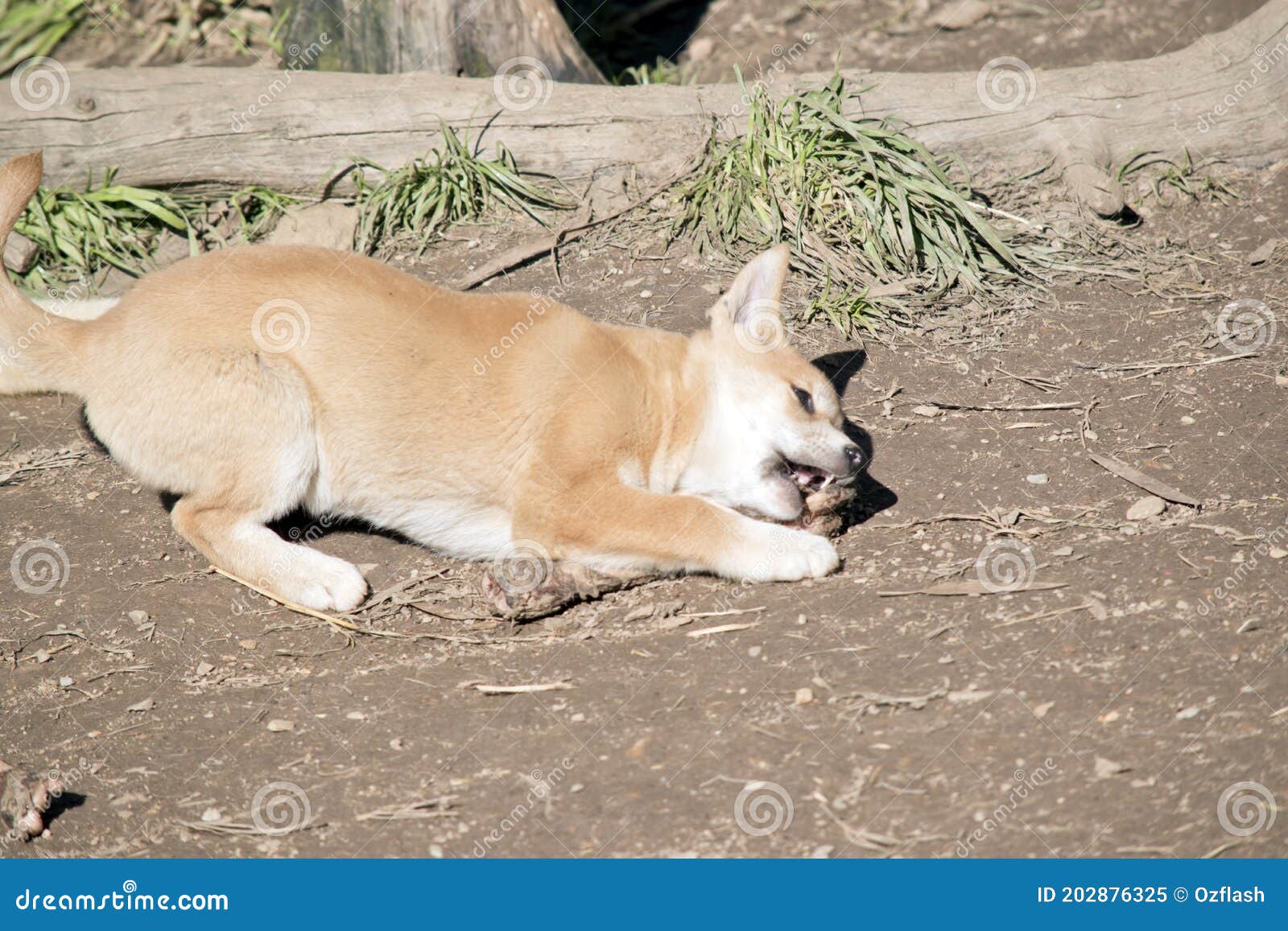 The Golden Dingo Pup is Gnawing on a Bone Stock Image - Image of ...