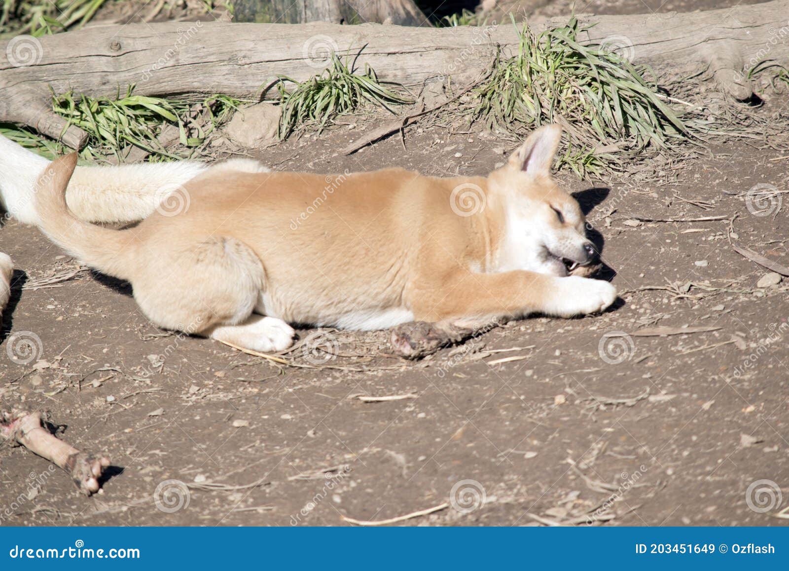 The Golden Dingo Pup is Gnawing on a Bone Stock Image - Image of ...