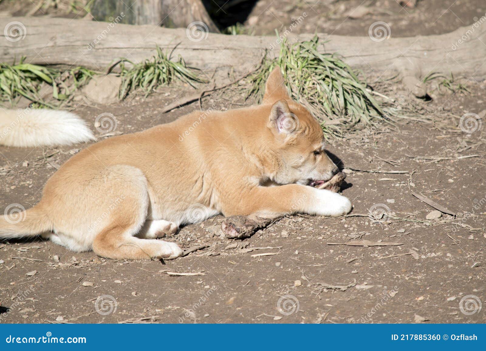 The Golden Dingo Pup is Gnawing on a Bone Stock Photo - Image of ...