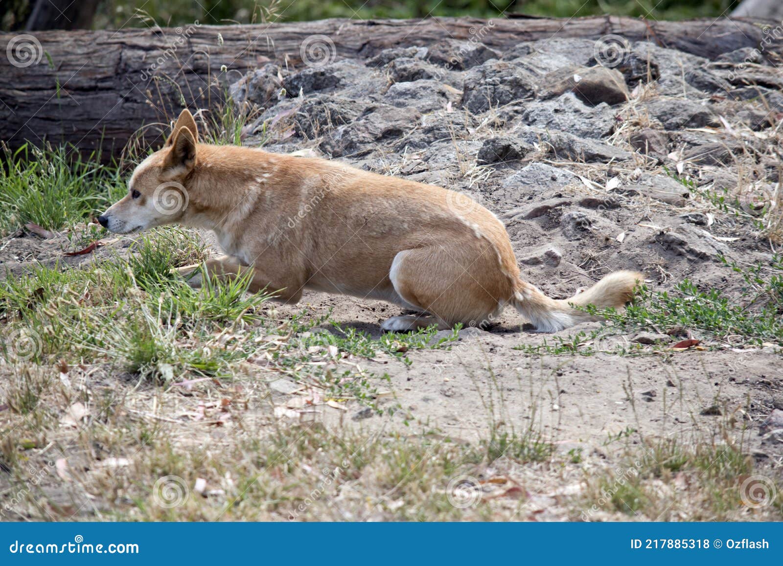 The Golden Dingo is Ready To Pounce on Its Prey Stock Photo - Image of ...