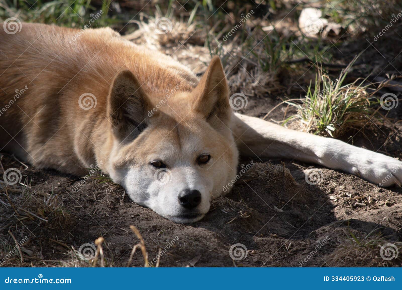 The Golden Dingo is Resting Stock Image - Image of mean, australia ...