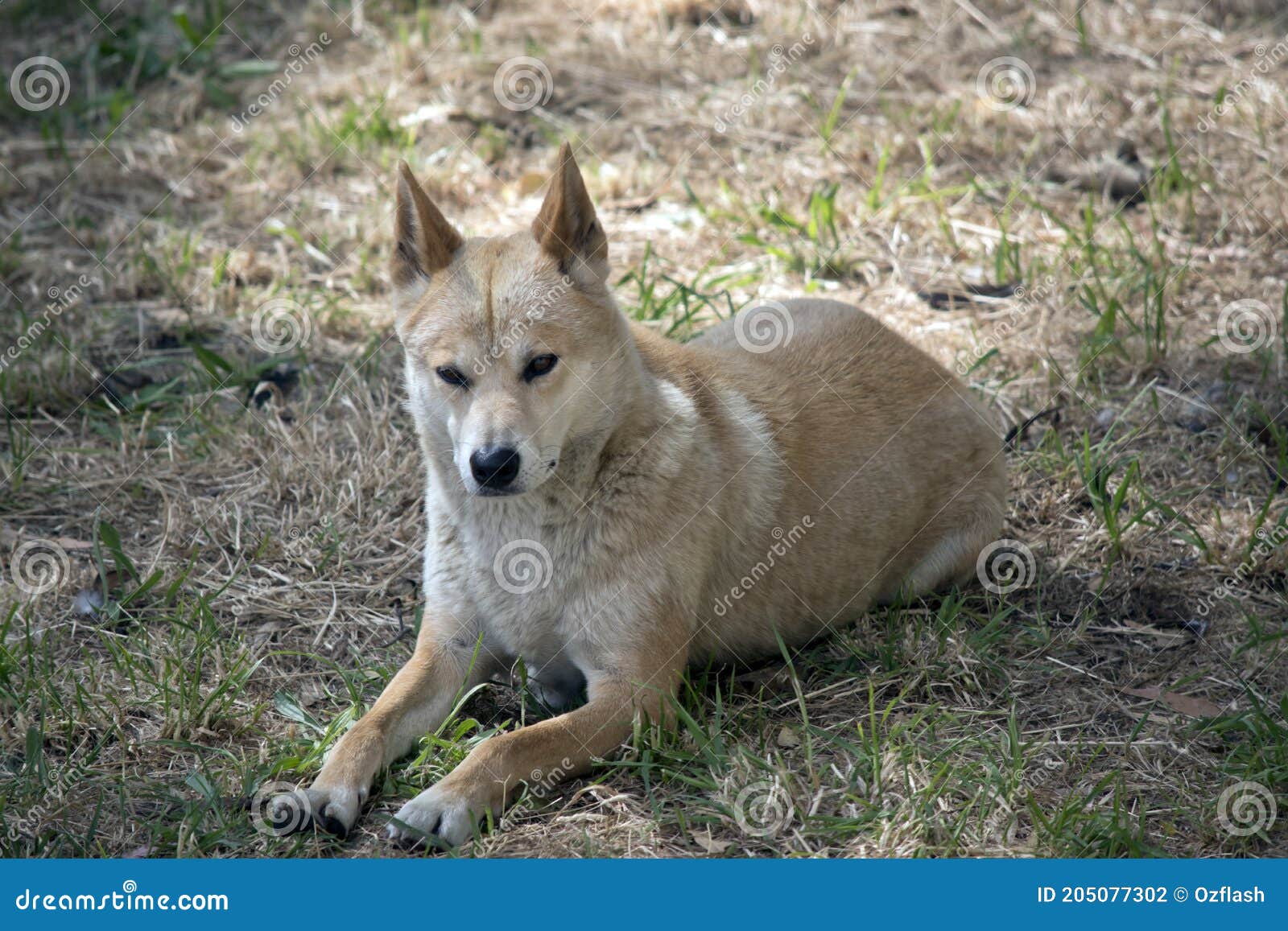 The Golden Dingo is Resting on the Grass Stock Photo - Image of mammal ...
