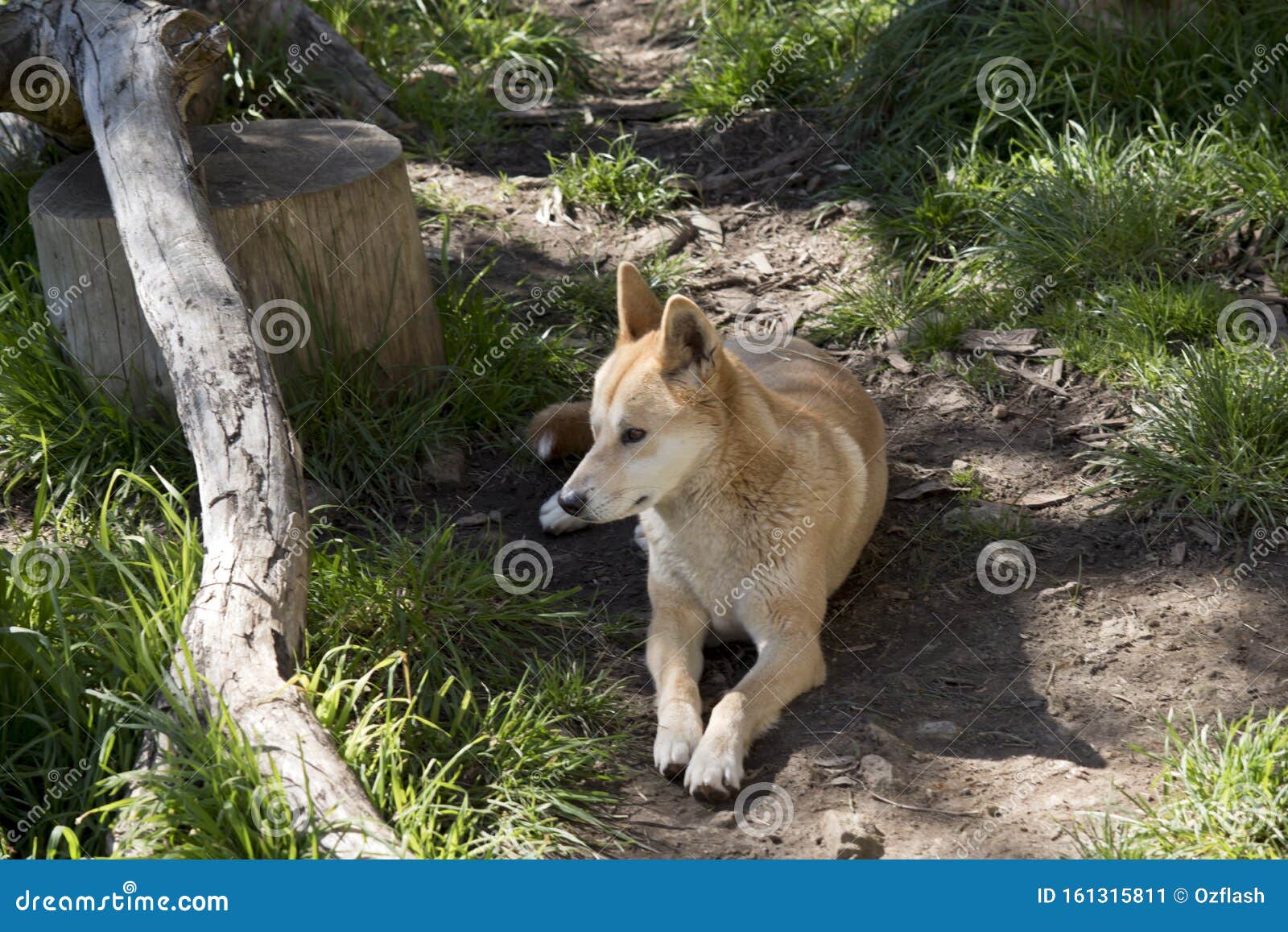 The Golden Dingo is Resting Stock Image - Image of animal, golden ...