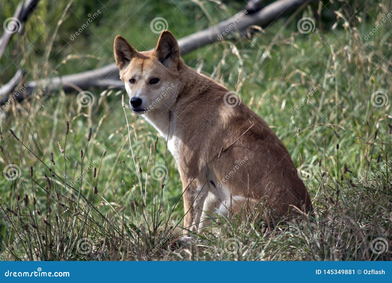 The Golden Dingo is Resting Stock Image - Image of whiskers, golden ...