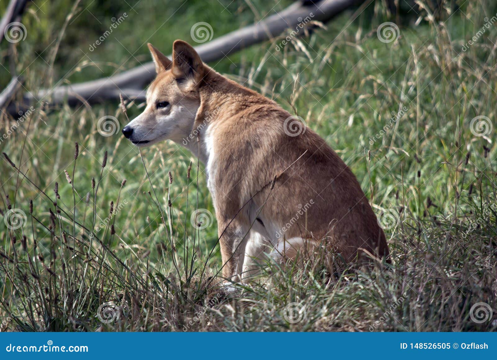 The Golden Dingo is Resting Stock Image - Image of whiskers, black ...